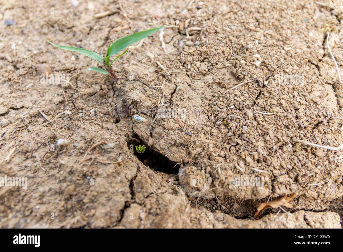 Dry cracked land with plant sprout. Water shortage, global warming ...