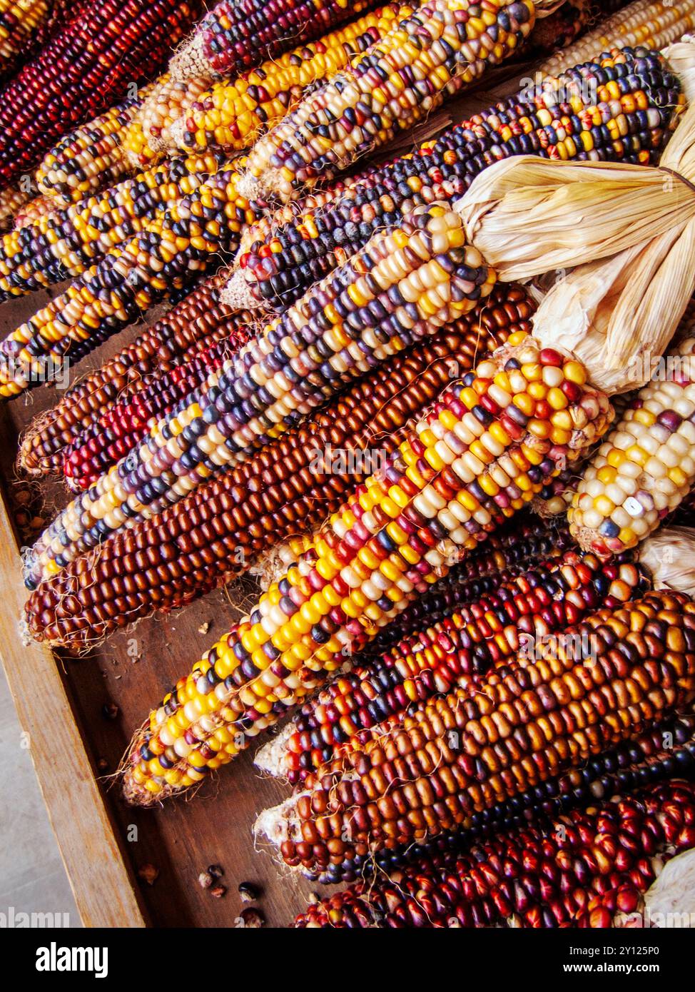 Indian corn at Pete's Produce Farm on Rt. 926 in Westtown (near West ...