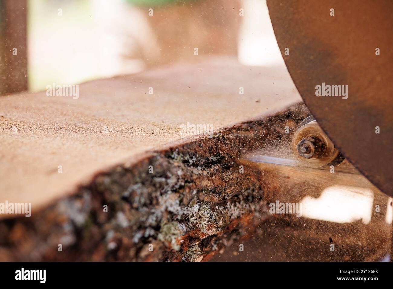 A close-up view of a log being cut on a sawmill. The saw blade is ...