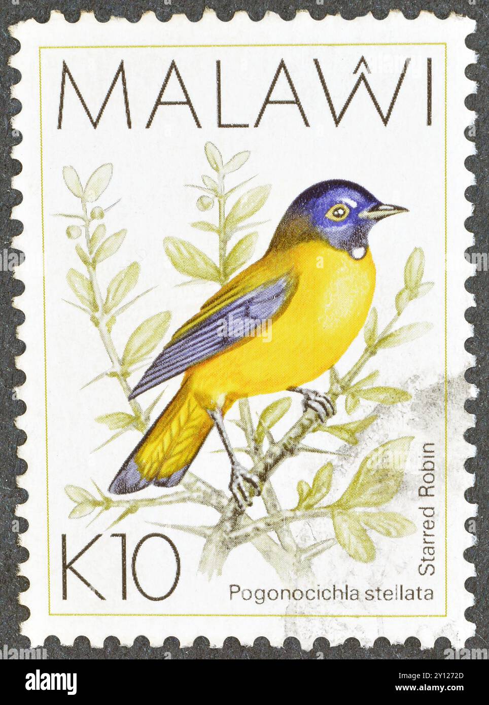 Cancelled postage stamp printed by Malawi, that shows White-starred ...