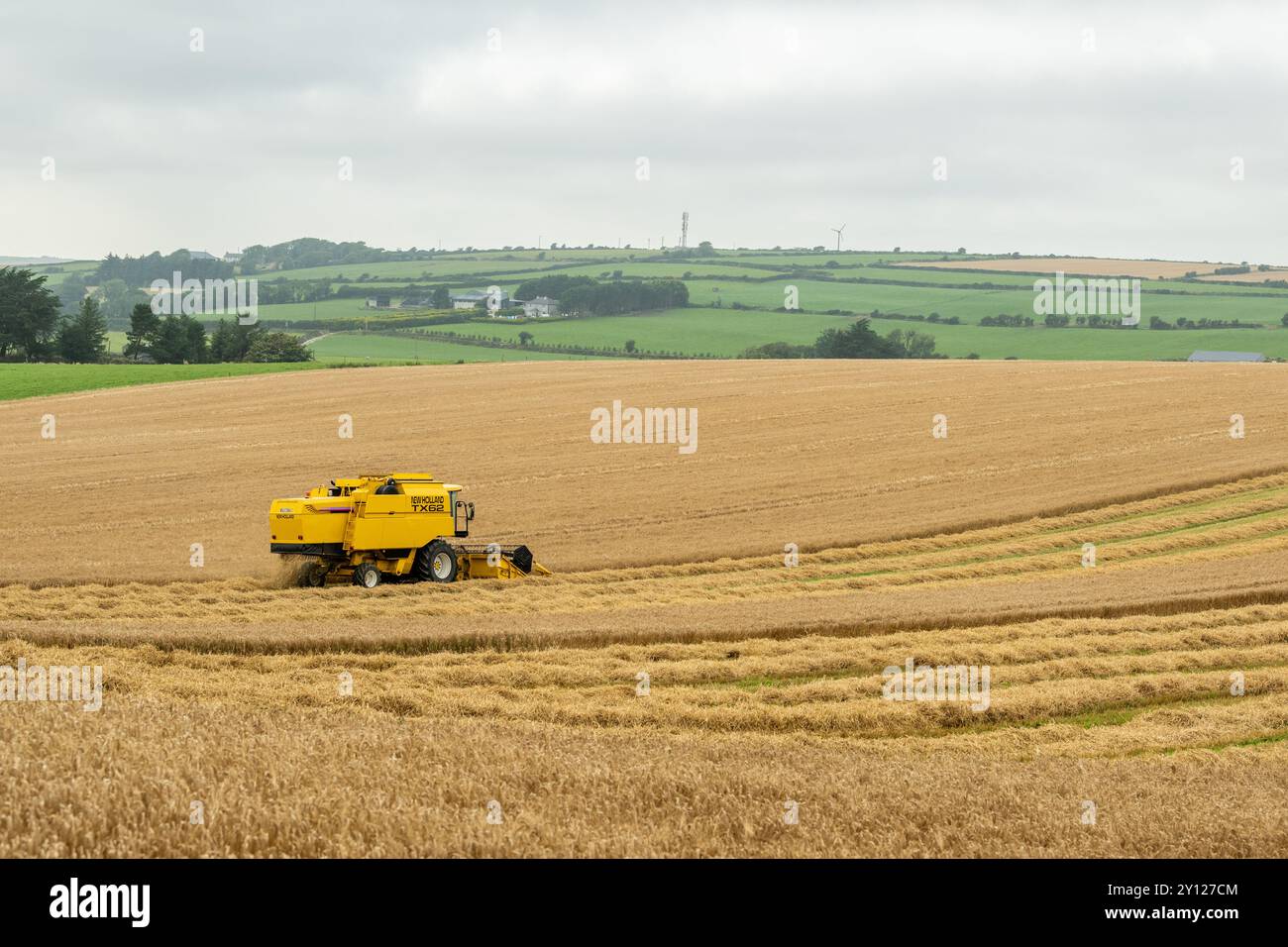 Spring Barley 'Geraldine' variety is harvested with a New Holland TX65 ...