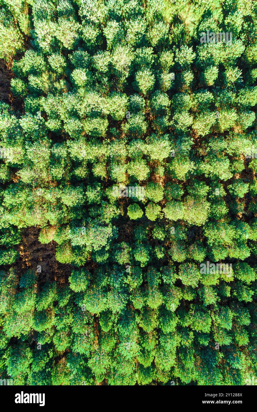 zenithal view of a pine forest, aerial photography by drone. Background ecology concept Stock ...