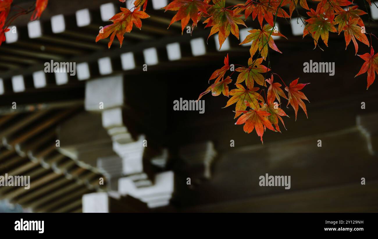 Autumnal maple leaves and the eaves of a temple gate Stock Photo - Alamy