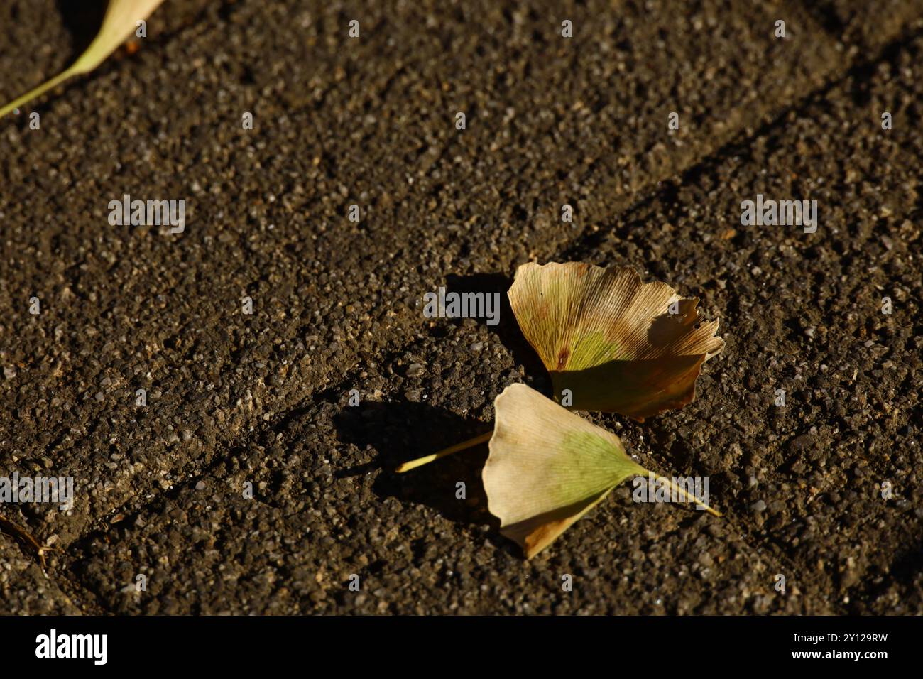 Yellow falling ginkgo leaves on a sidewalk lit by the winter afternoon ...