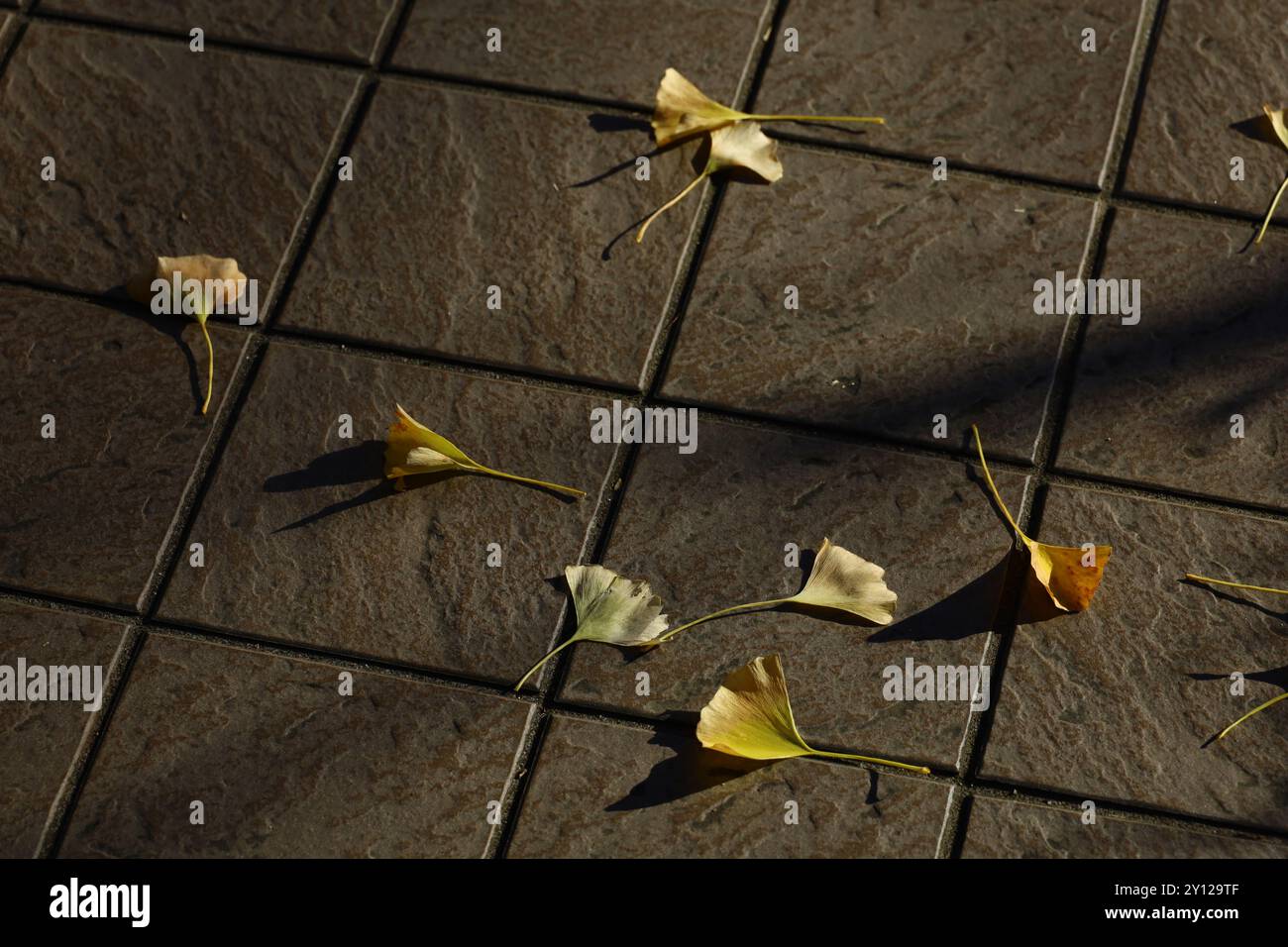 Yellow falling ginkgo leaves on a sidewalk lit by the winter afternoon ...