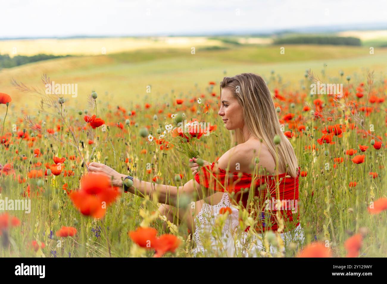 Blonde woman picking flowers in a field of red poppies Stock Photo - Alamy