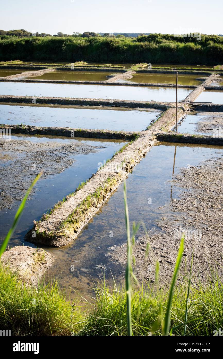 Salt marsh at harvest time in Guerande in France Stock Photo - Alamy