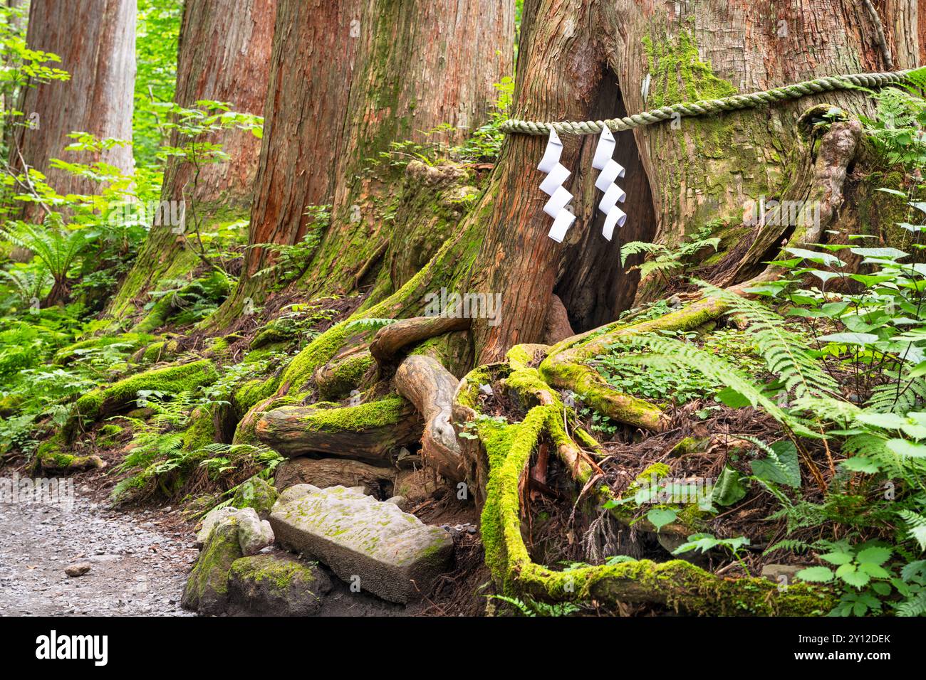 Togakushi Shrine in Nagano, Japan with the cedar tree-lined path Stock ...