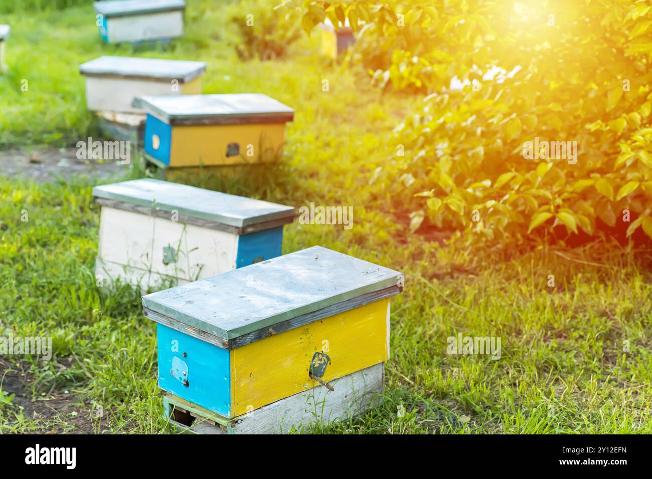 hive swarm, make increase from colony, make up nucleus, nuc hive ...