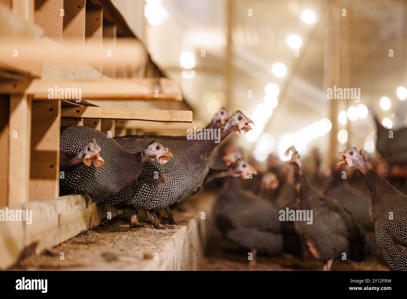 A group of guinea fowls on a poultry farm pecking at a feeder. Growing ...
