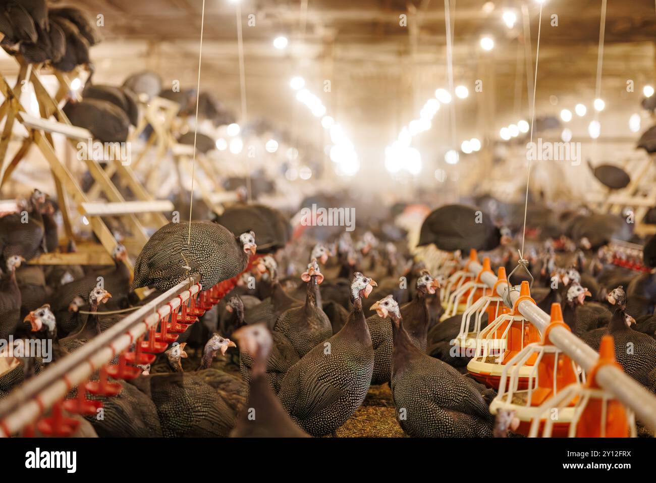 A group of guinea fowls on a poultry farm pecking at a feeder. Growing ...