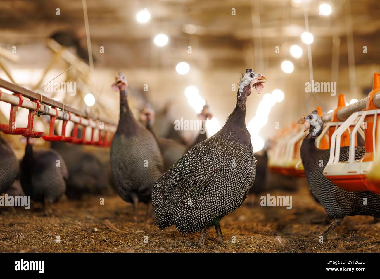 A group of guinea fowls on a poultry farm pecking at a feeder. Growing ...