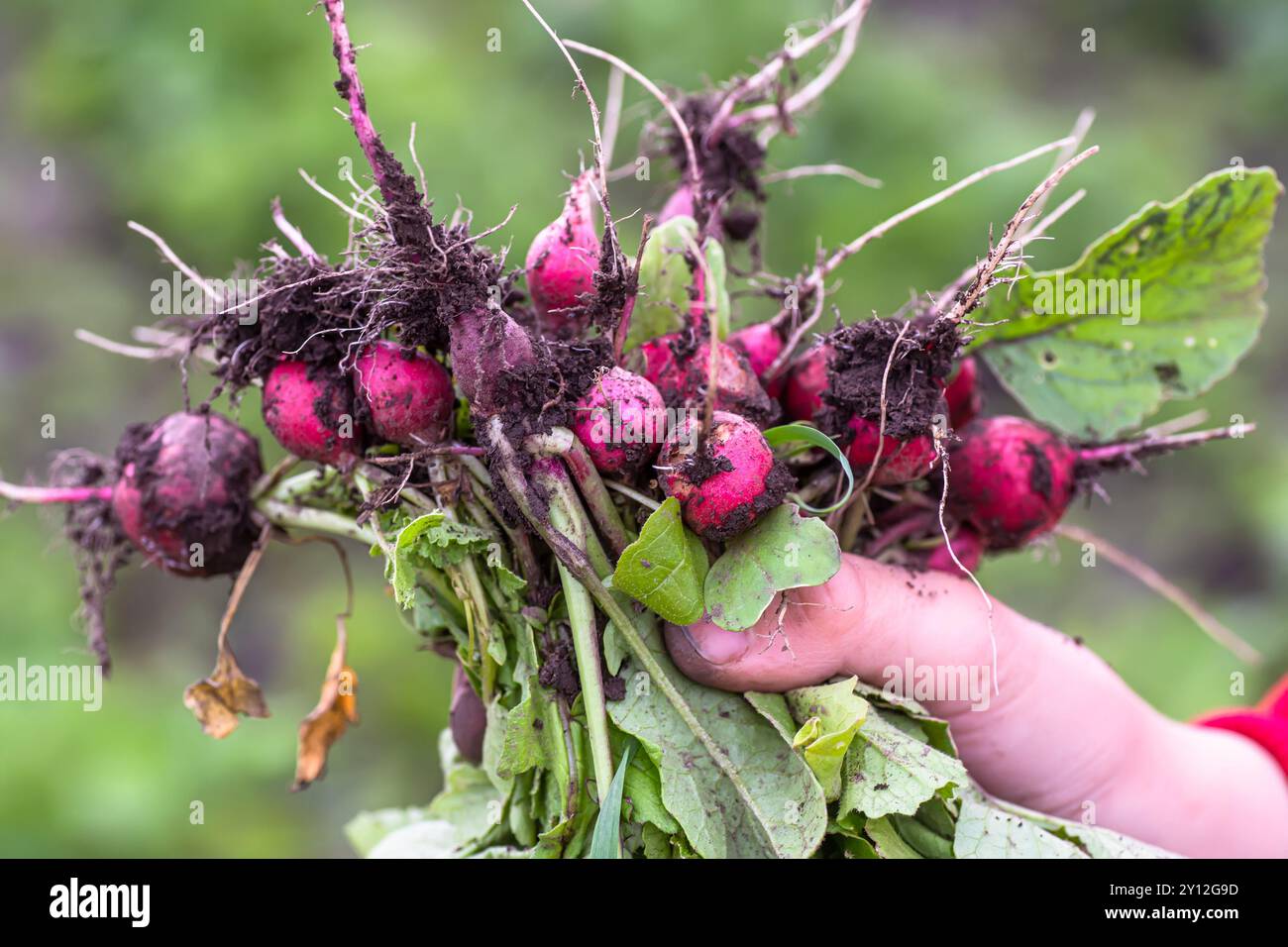 bunch of radishes in hand against background of beds. Harvest red muddy ...