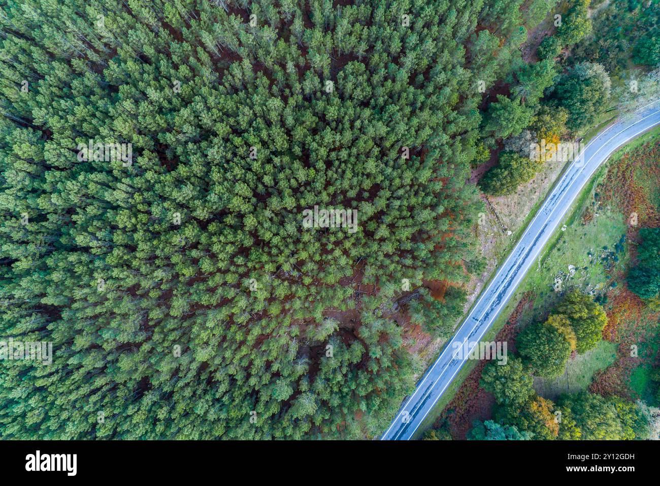 Beautiful pine forest aerial view hi-res stock photography and images - Alamy