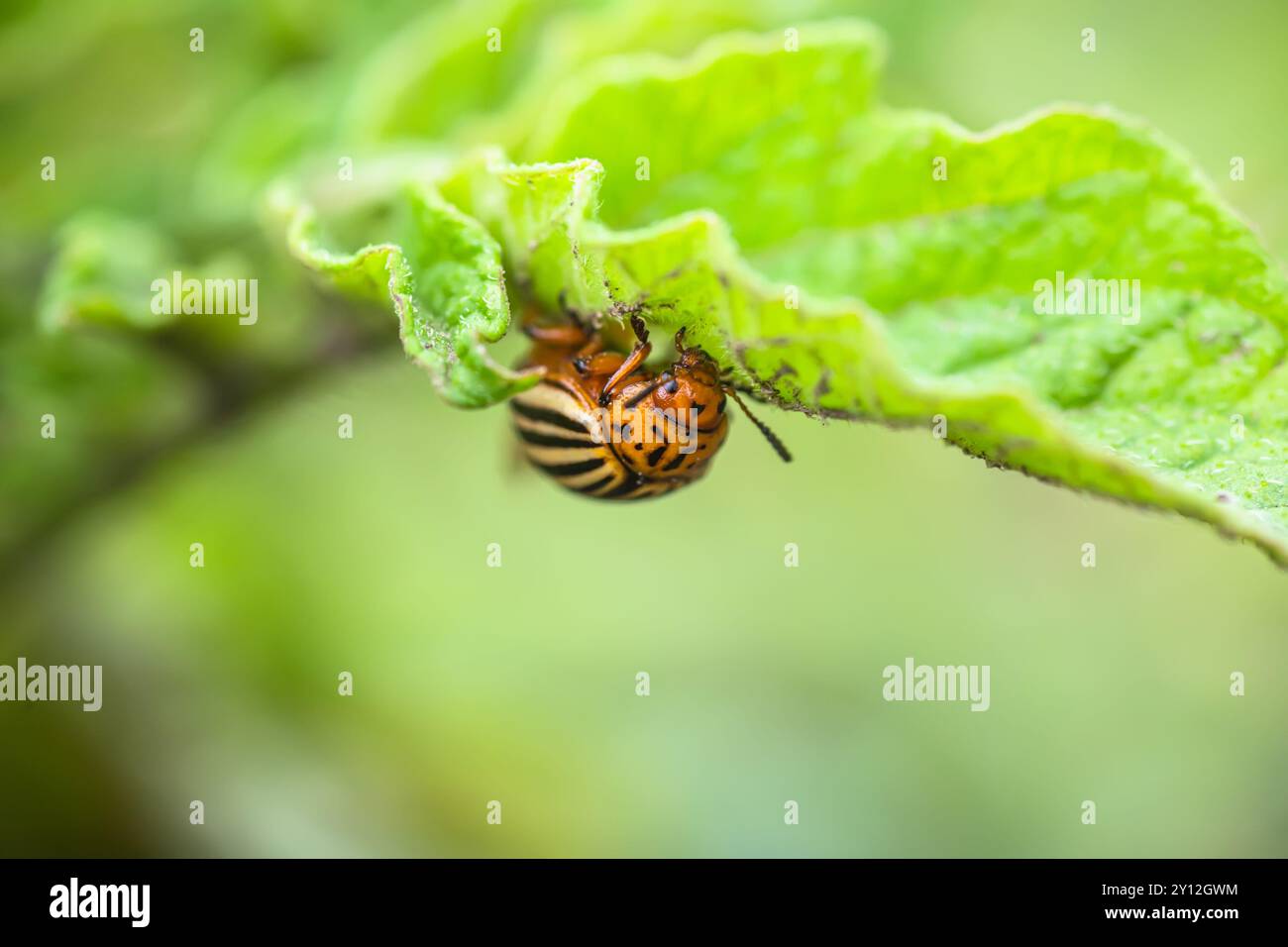 Colorado beetle, Leptinotarsa decemlineata on potato leaves before ...