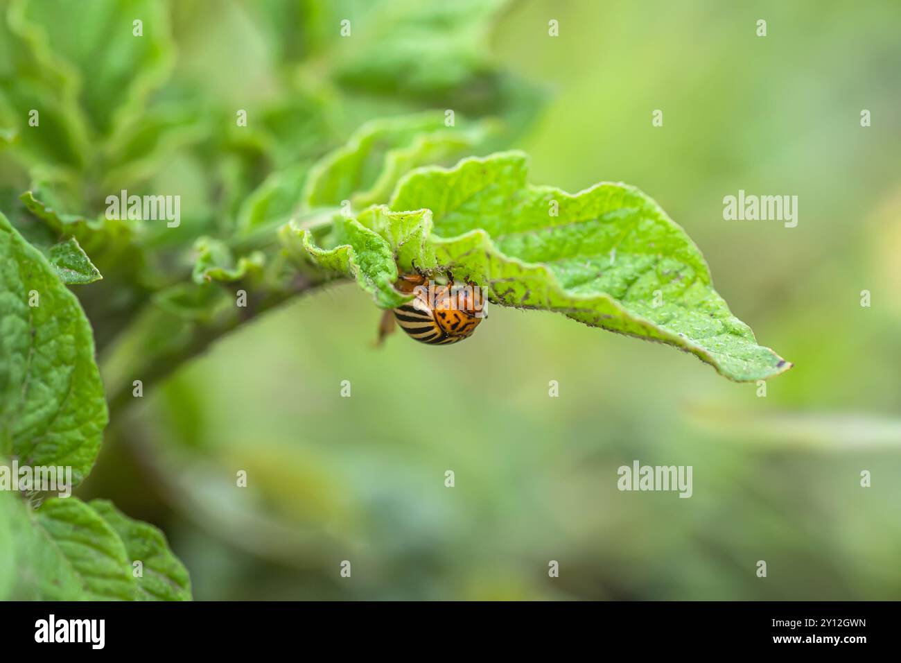 Colorado beetle, Leptinotarsa decemlineata on potato leaves before ...