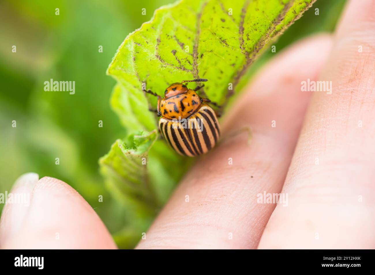 Collect Of Colorado beetles with hands on beds. hand removing beetle ...