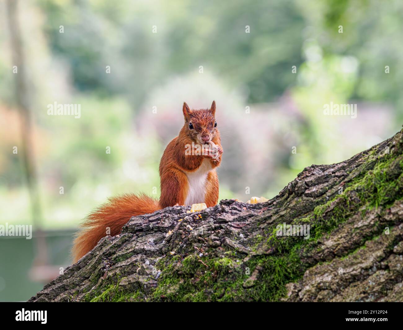 The beauty of the red squirrels Stock Photo - Alamy