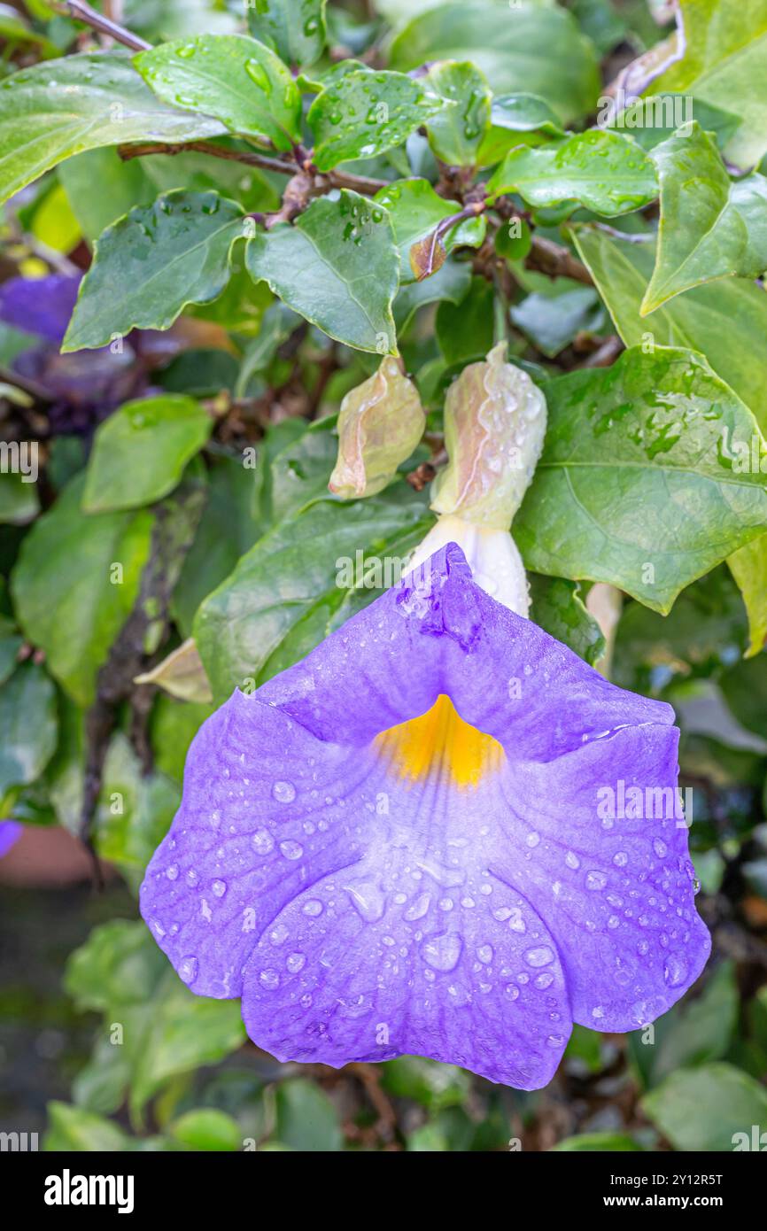 Bush clock vine (Thunbergia erecta), Acanthaceae. Climbing shrub ...