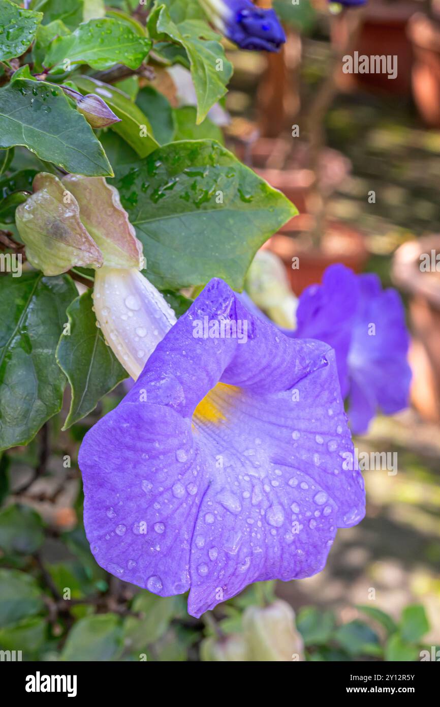 Bush clock vine (Thunbergia erecta), Acanthaceae. Climbing shrub ...