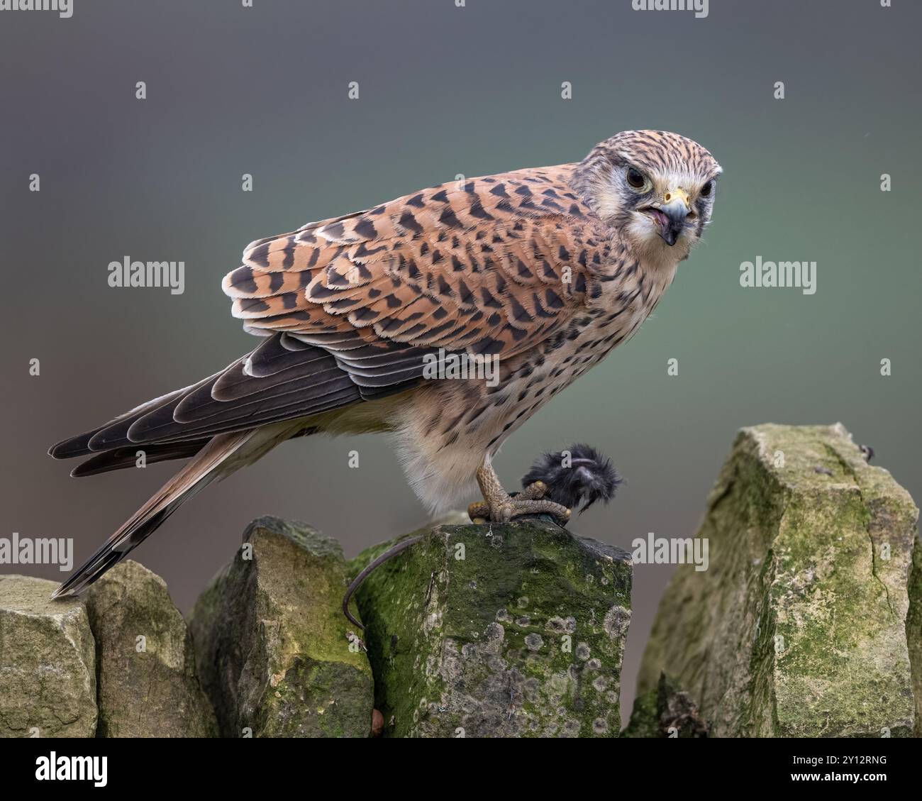Kestrel - Female Stock Photo - Alamy