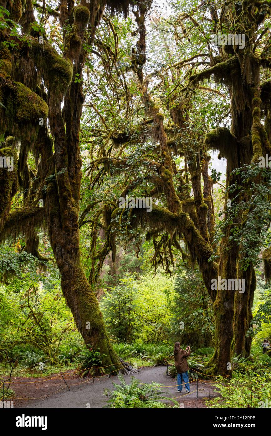 A woman photographs the tall moss-covered trees in the Hoh Rainforest ...