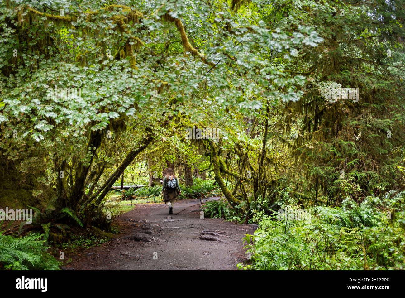 A woman walks along the Hall of Mosses trail through the Hoh Rainforest ...