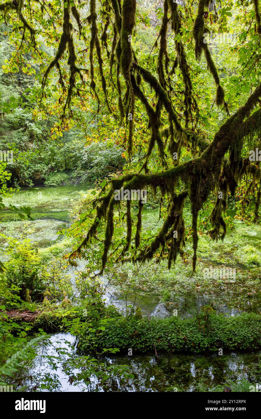 Moss covered tree branches hang low over a stream through the Hoh Rain ...