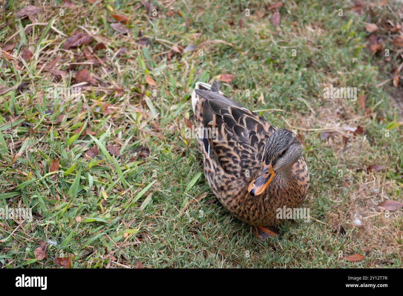 female mallard duck laying on grass Stock Photo - Alamy