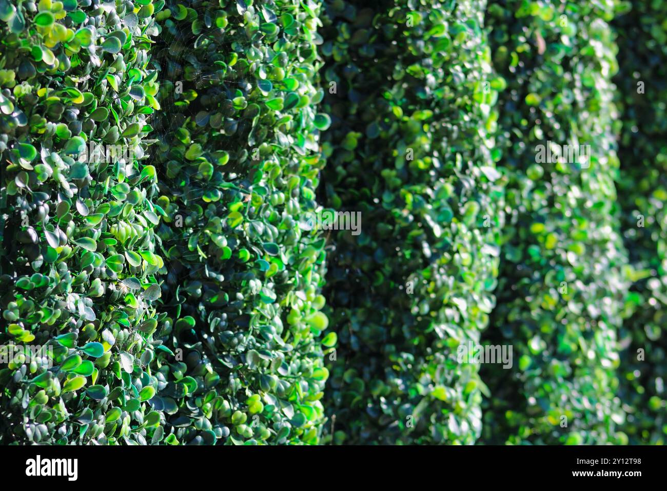 evergreen ornamental line of trees Stock Photo - Alamy