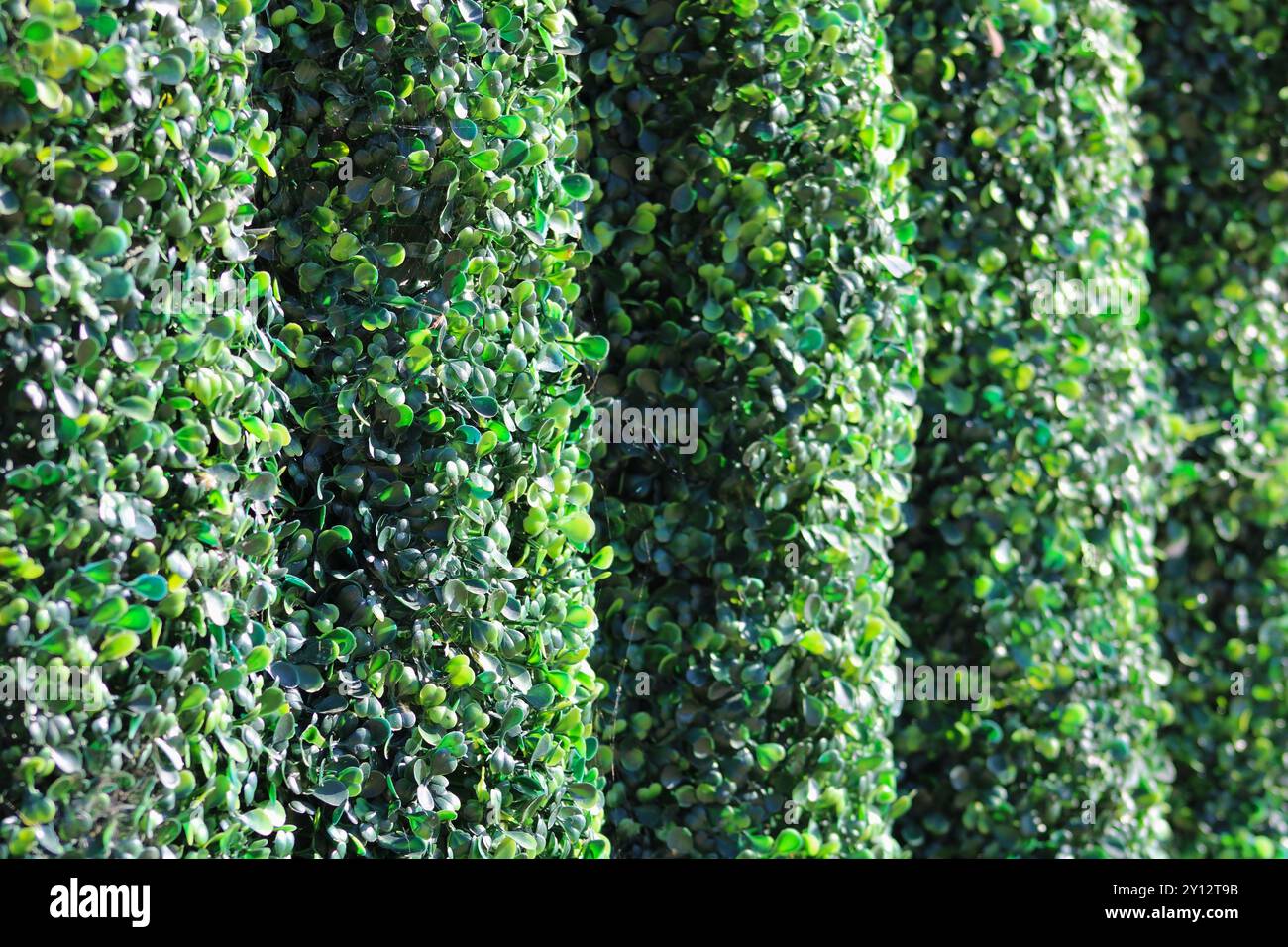 Evergreen tree privacy screen hi-res stock photography and images - Alamy