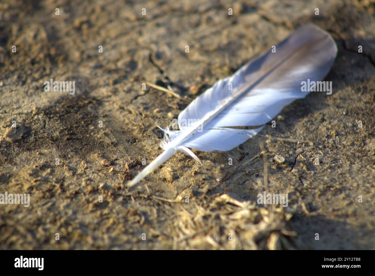 Feather fragment hi-res stock photography and images - Alamy