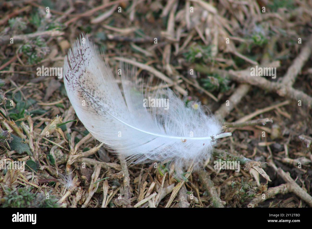 Stray feather hi-res stock photography and images - Alamy