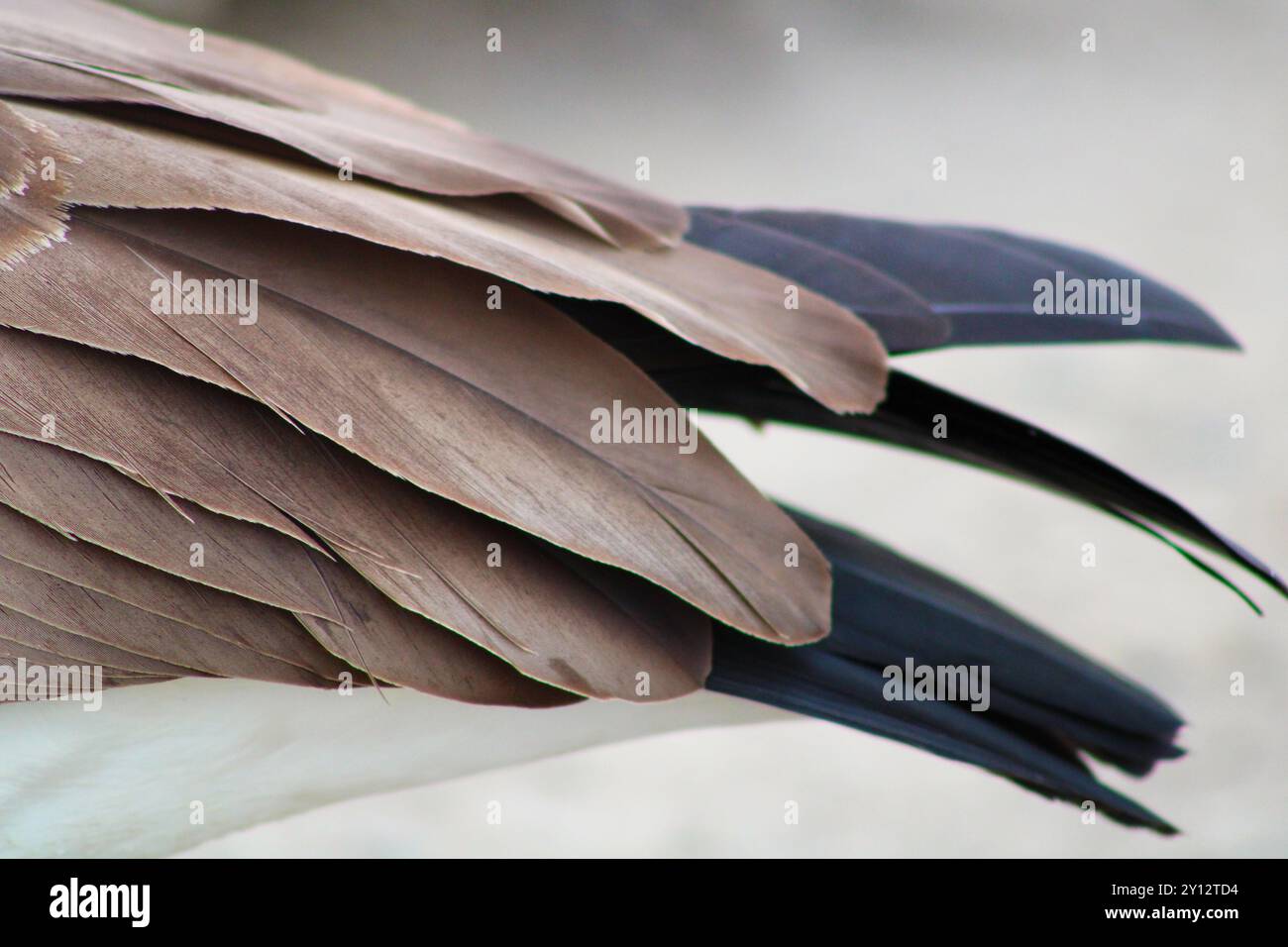 up close goose tail feathers Stock Photo - Alamy