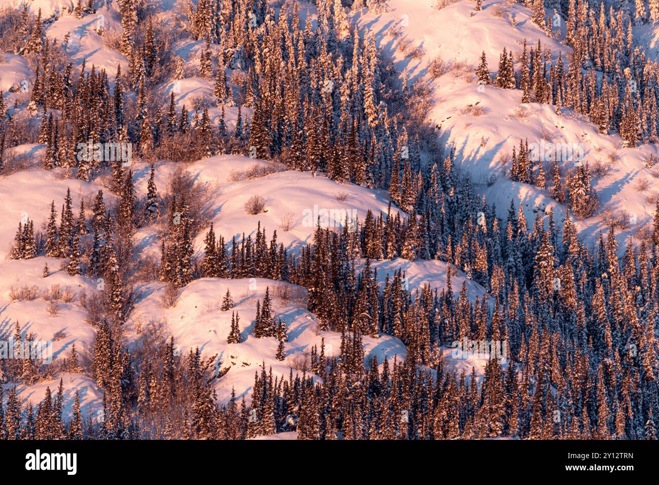 Incredible sunrise views in winter season from northern Canada with bright pink clouds, hue on ...