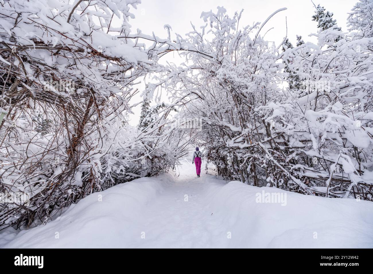 Woman walking through wilderness snowy winter frosty wearing pink ...