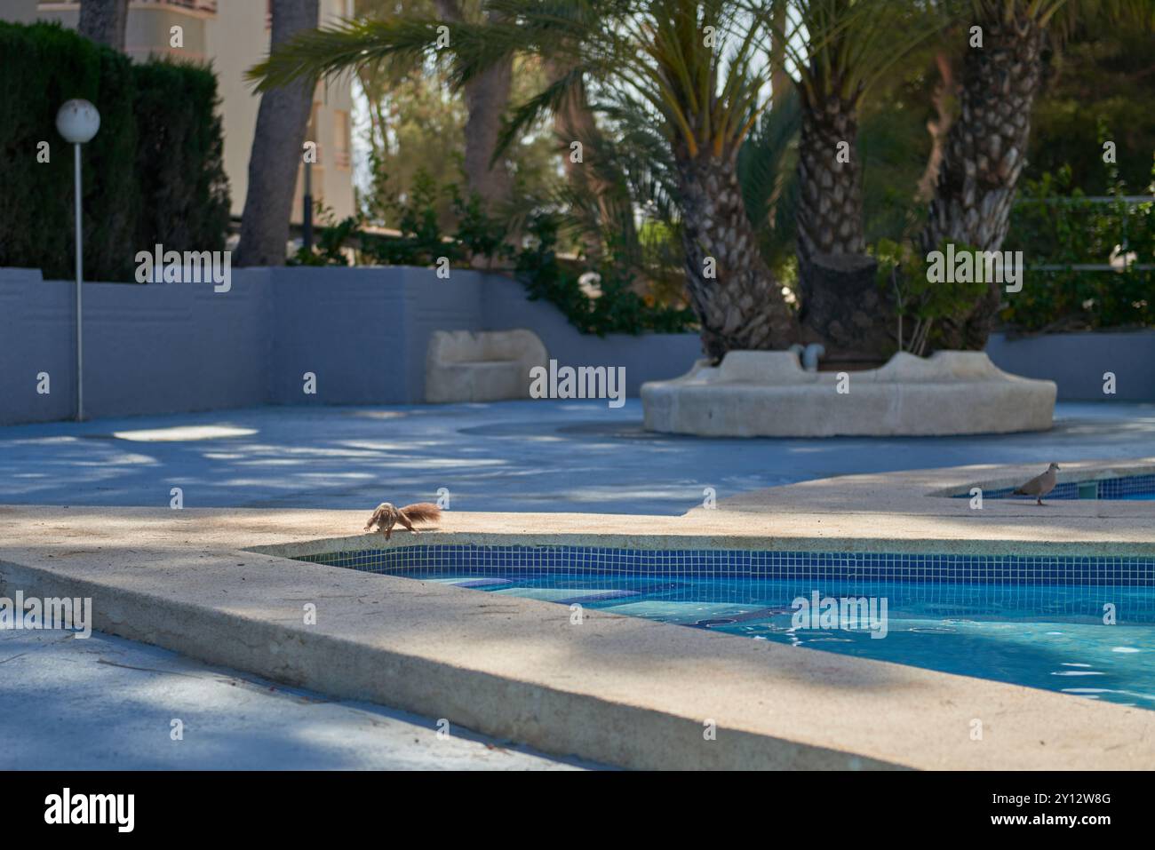 Charming Wildlife Moment: Squirrel Quenching Thirst at Poolside Oasis ...