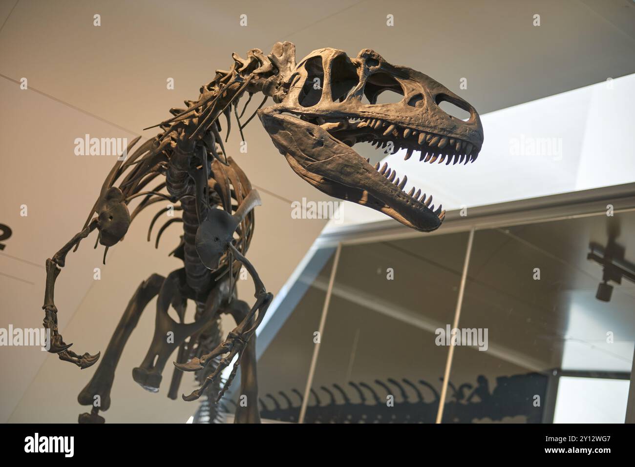 Awe-Inspiring Carnivorous Dinosaur Skeleton Towering in Natural History ...