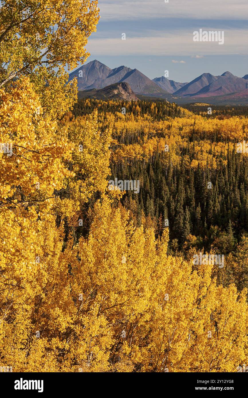 Autumn coloured birch and aspen trees in front of mountains in midday ...