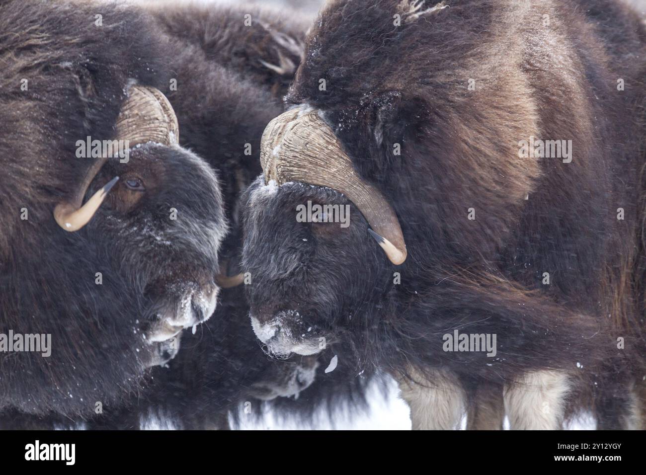 Two musk oxen (Ovibos moschatus) facing each other in a snowstorm ...