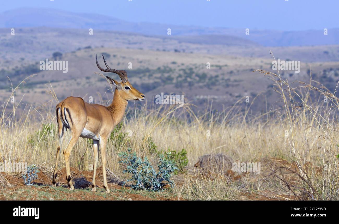 Impala, black heeler antelope, (Aepyceros melampus), antelope, Ithala ...