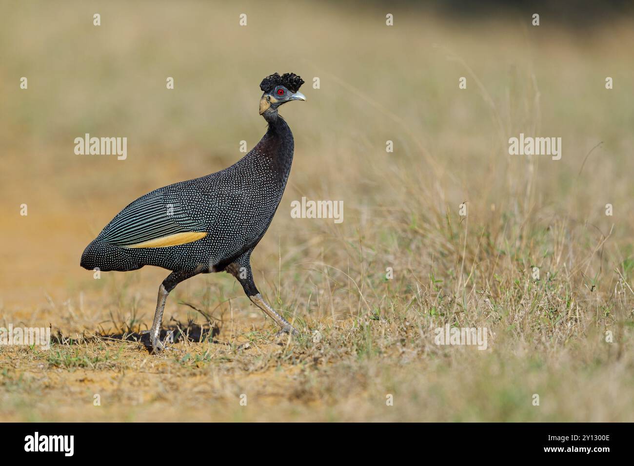 Kenya Crested Guinea Fowl, Crested Guineafowl, Guttera pucherani ...