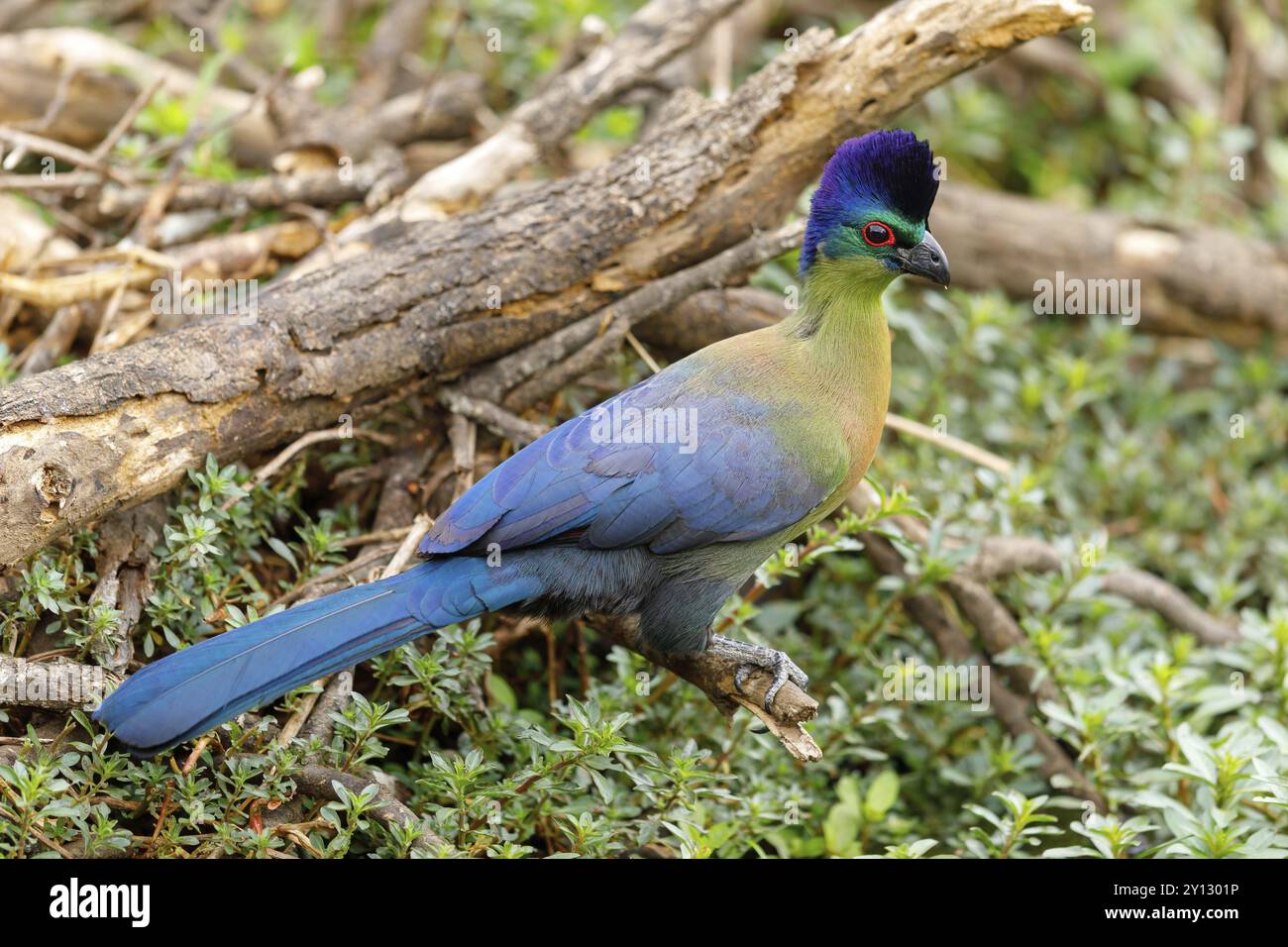 Purple-crested Turaco, Violet-crested Turaco, (Gallirex porphyreolophus ...