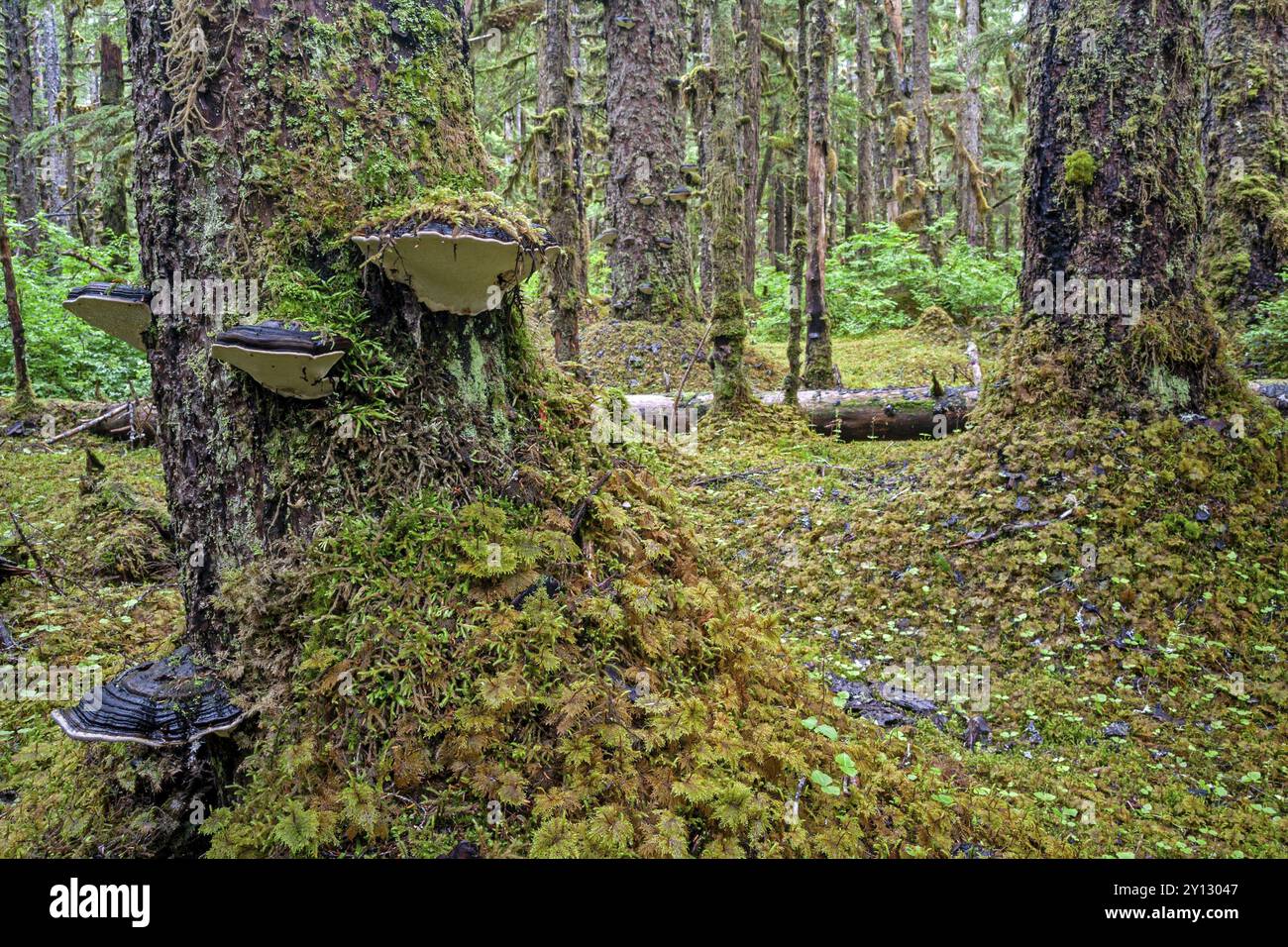 Plants, ferns, fungi and conifers in the rainforest, primeval forest ...
