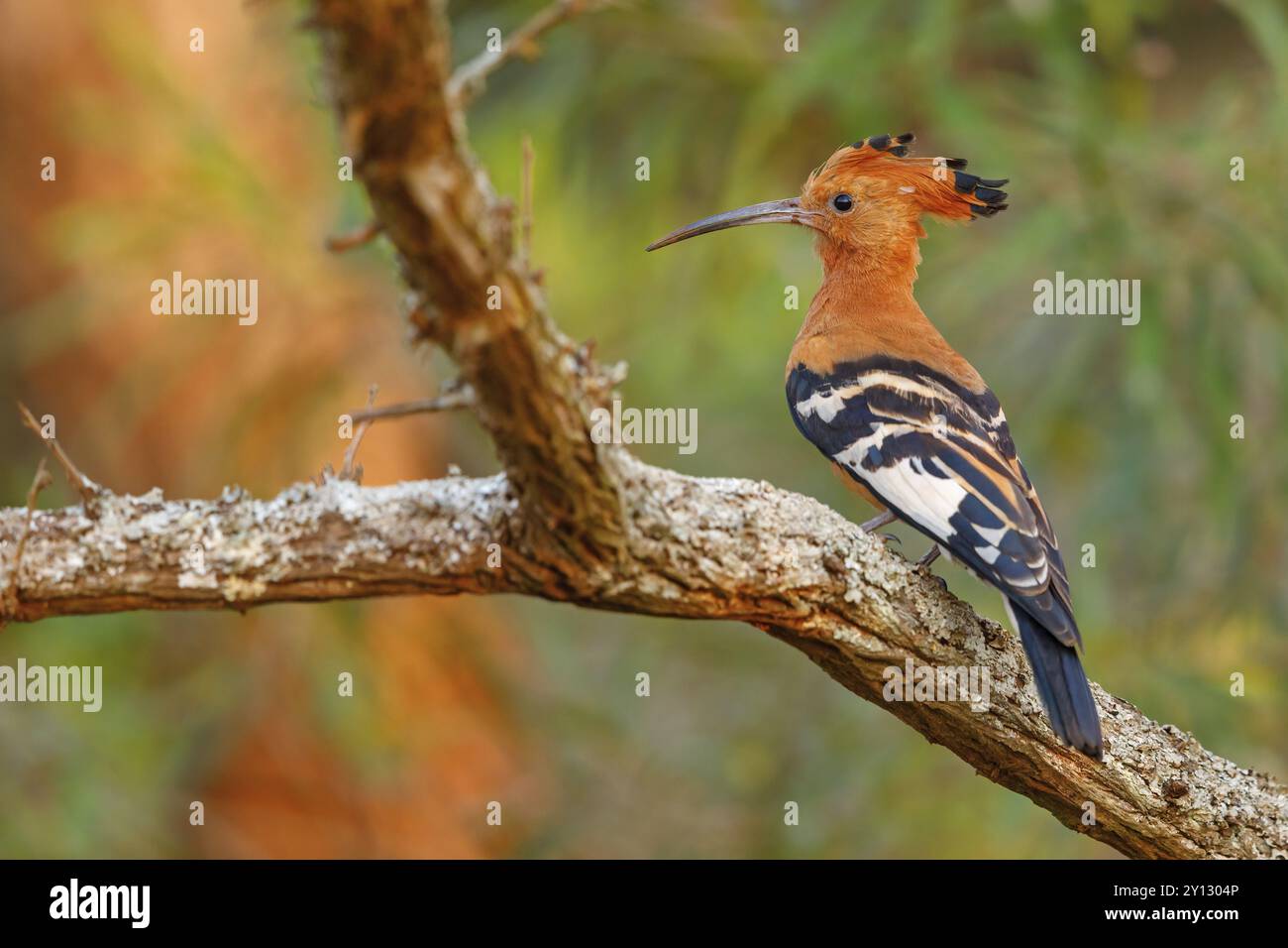 African Hoopoe, African Hoopoe, (Upupa africana), Ithala Game Reserve ...