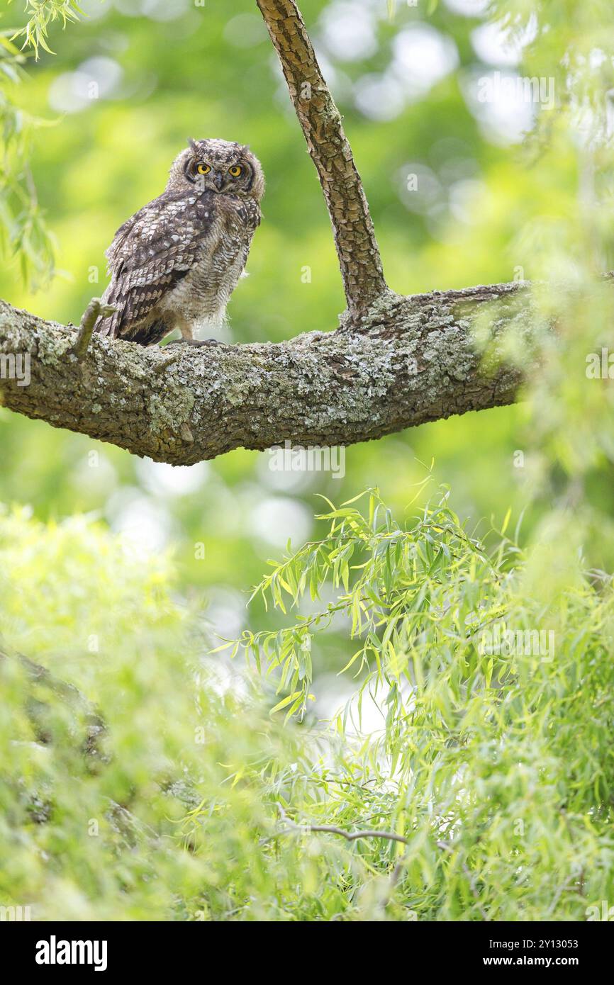 Spotted eagle-owl (Bubo africanus), Grand-duc africain, Wakkerstrom ...