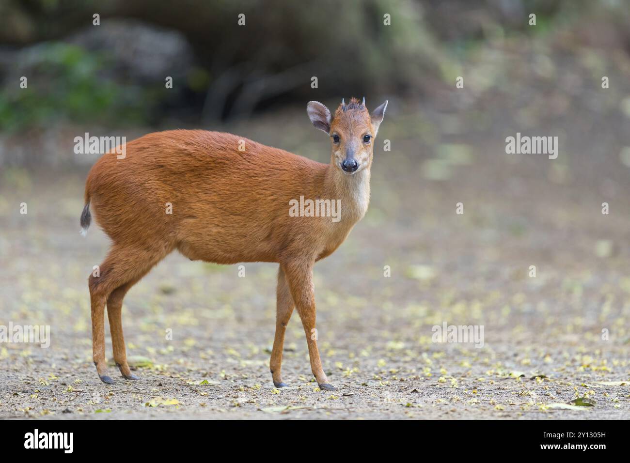 Red forest duiker (Cephalophus natalensis) antelope, iSimangaliso ...