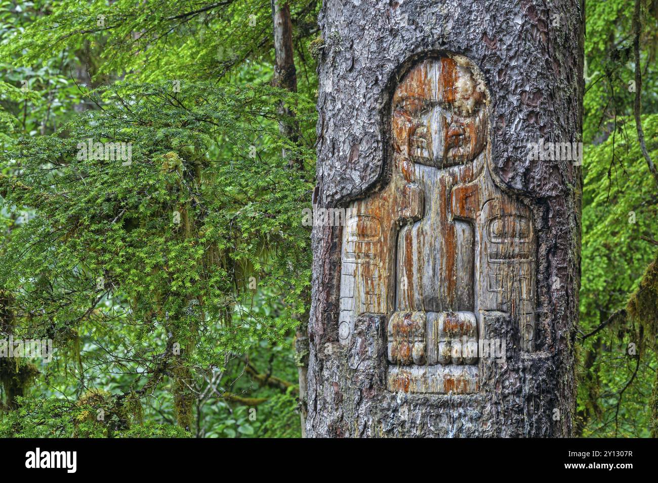 Indian drawings on a Sitka spruce, Tlingit people, art, Southeast ...