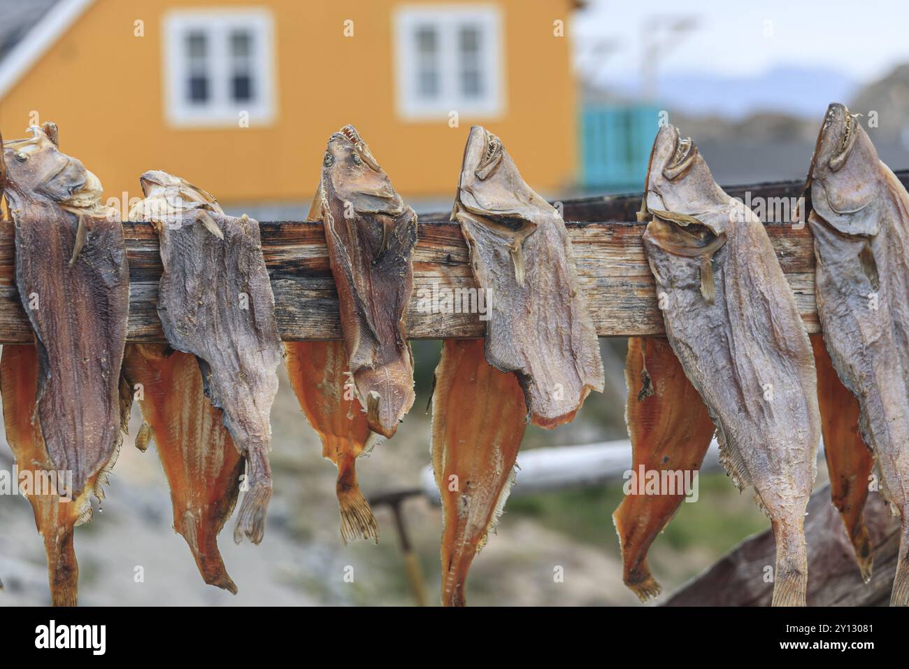 Dried fish in front of a house, summer, Uummannaq, West Greenland ...
