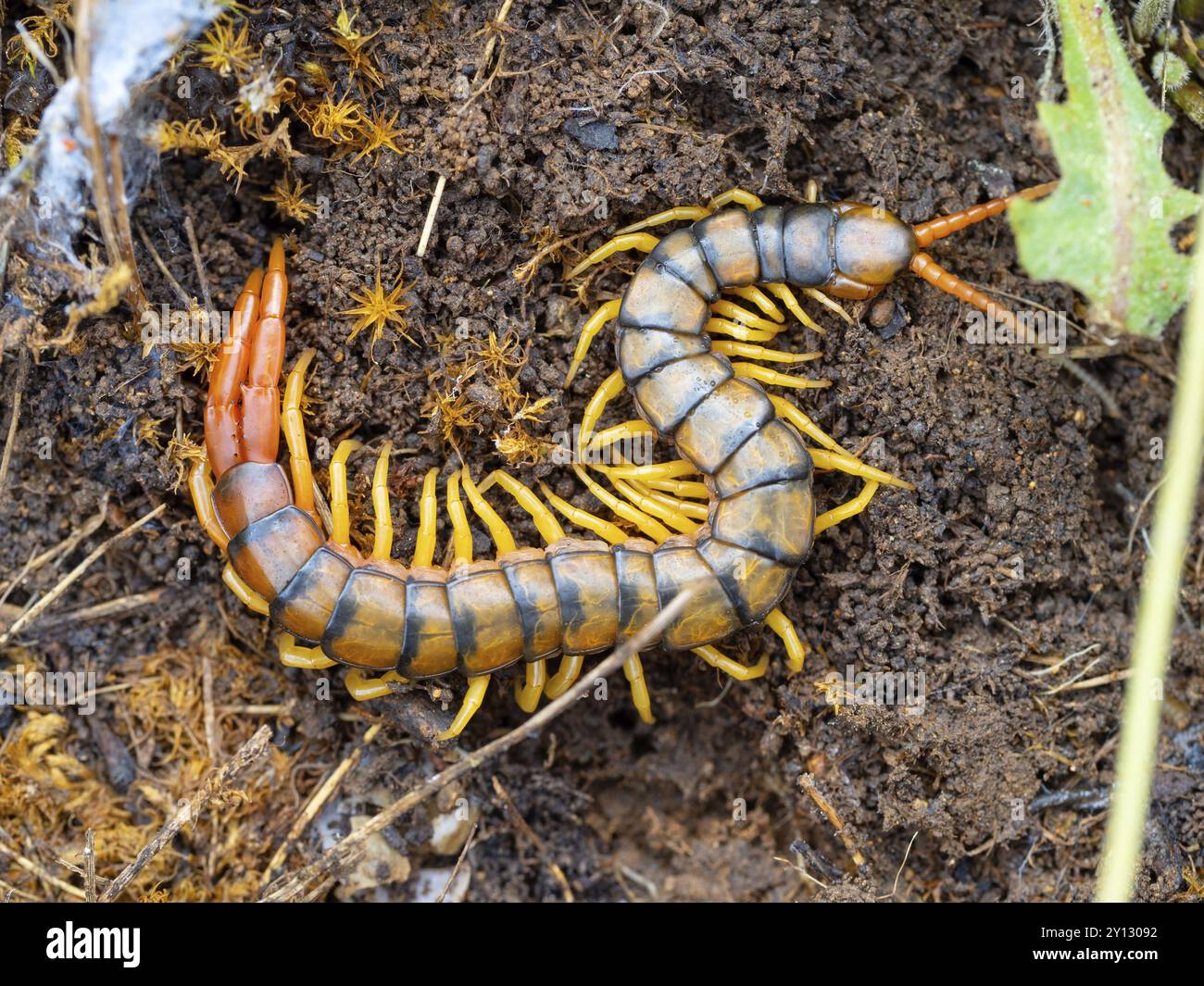 Scolopendra cingulata hi-res stock photography and images - Alamy